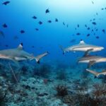 Private 5 Day Morotai Scuba Diving Trip - The Itinerary Breakdown