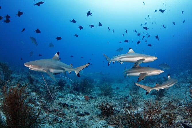Private 5 Day Morotai Scuba Diving Trip - The Itinerary Breakdown