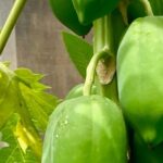 Private 5-Hour Sightseeing Tour in Tropical Gardens - A Closer Look at the Experience