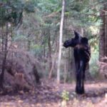 Private All-Inclusive Algonquin Tours (3 Day Guided Camping) - Day 2: Embracing the Wilderness
