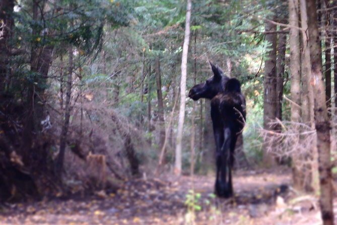 Private All-Inclusive Algonquin Tours (3 Day Guided Camping) - Day 2: Embracing the Wilderness