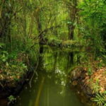 Private Alleppey Backwater Houseboat Day Cruise including Lunch - Price Analysis and Value
