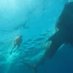 Private and Shared Whale Shark Tour from Tulum - Valuable Details About the Experience