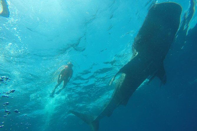 Private and Shared Whale Shark Tour from Tulum - Valuable Details About the Experience