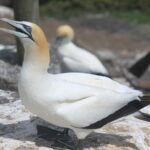 Private Auckland West Coast Day Tour - Authentic Experiences & Authenticity
