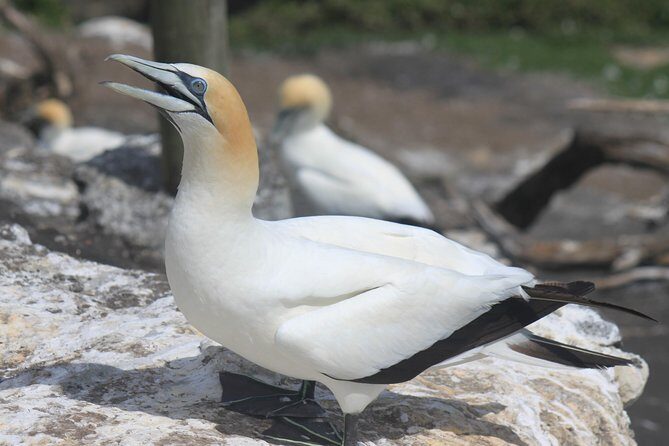 Private Auckland West Coast Day Tour - Authentic Experiences & Authenticity