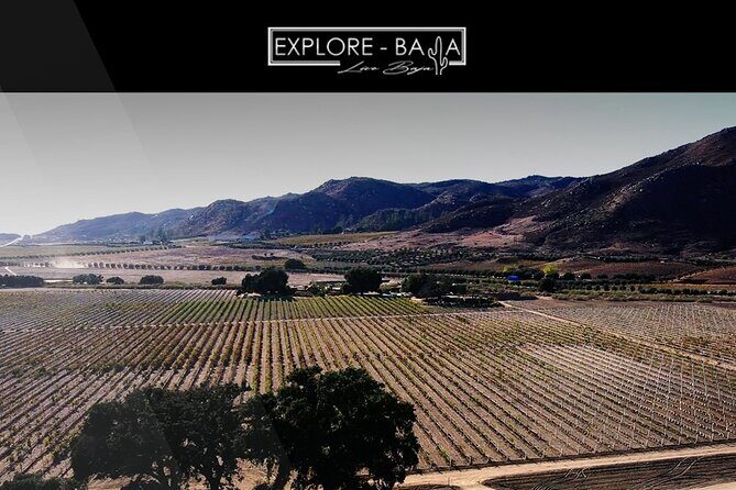 PRIVATE BAJA WINERIES EXPERIENCE (Transportation,concierge,custom schedule) - From Ensenada to the Heart of Baja’s Vineyards