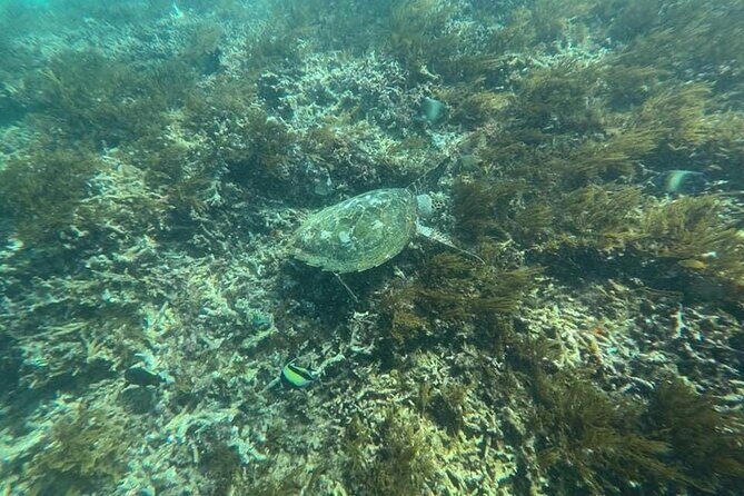 Private Bali Snorkling at blue lagoon - The Experience: Authentic, Focused, and Value-Driven