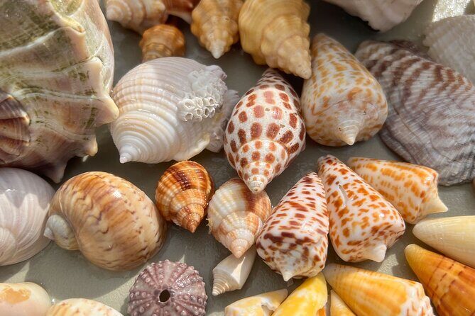 Private Barrier Island Shelling Tour - The Sum Up
