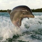 Private Beach or Sunset Boat Tour In Naples Florida - Detailed Tour Breakdown