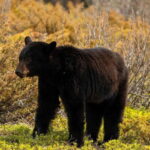 PRIVATE: Bear Country Hiking Tour - 4H Adventure - FAQ