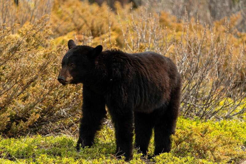 PRIVATE: Bear Country Hiking Tour - 4H Adventure - FAQ