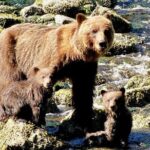 Private Bear Viewing at Waterfall Creek - Who Will Love This Tour?