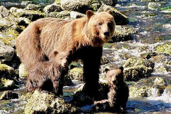 Private Bear Viewing at Waterfall Creek - Who Will Love This Tour?