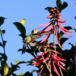 Private Birdwatching Tour in Sian Ka'an Muyil - Who Will Love This Tour?