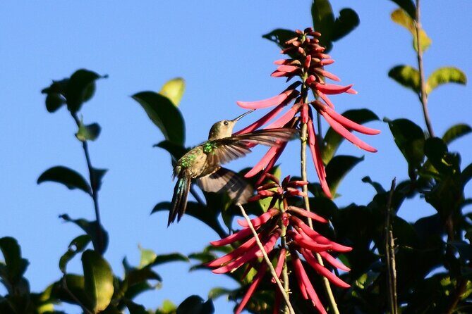Private Birdwatching Tour in Sian Ka'an Muyil - Who Will Love This Tour?