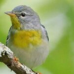 Private Birdwatching Walking Activity in Hendersonville - Why Is This Tour Worth Considering?