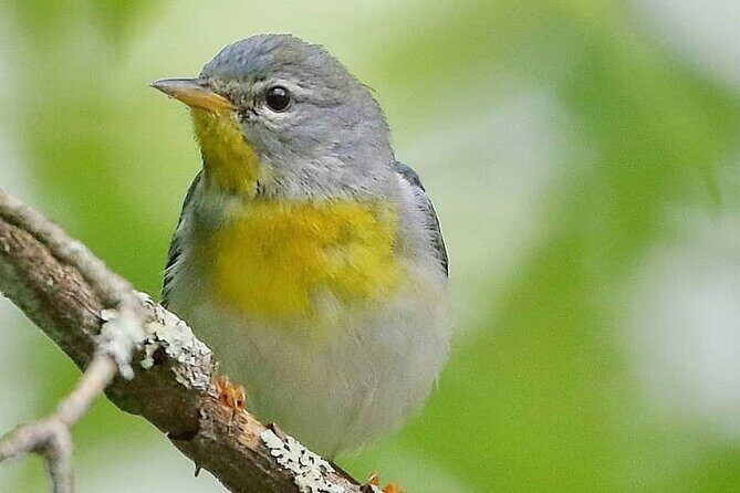 Private Birdwatching Walking Activity in Hendersonville - Why Is This Tour Worth Considering?