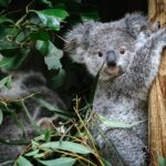 Private Blue Mountains Day Tour | Waterfalls, Koalas & Views - The Sum Up: Is This Tour Right for You?