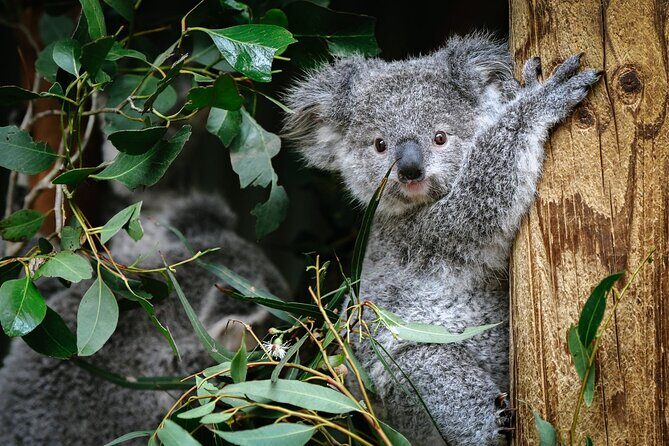 Private Blue Mountains Day Tour | Waterfalls, Koalas & Views - The Sum Up: Is This Tour Right for You?