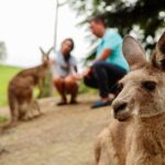 Private Blue Mountains High Country Day Trip from Sydney - Who Should Consider This Tour?