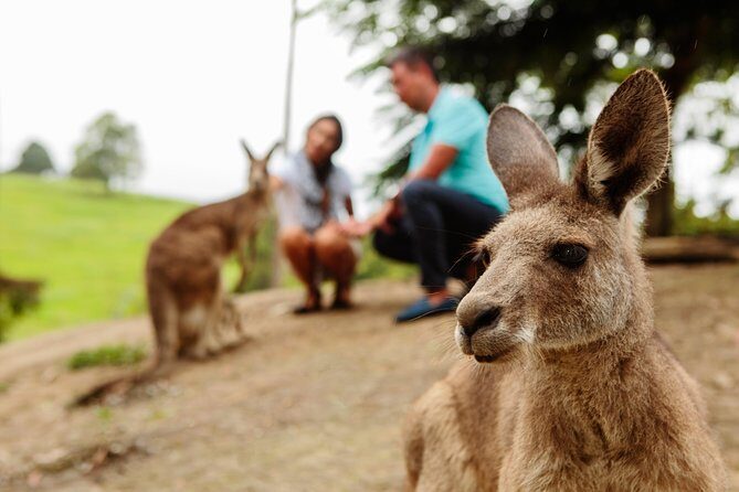 Private Blue Mountains High Country Day Trip from Sydney - Who Should Consider This Tour?