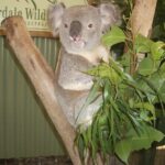 PRIVATE Blue Mountains Tour, Wildlife Park and River Cruise - What Travelers Say