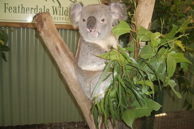 PRIVATE Blue Mountains Tour, Wildlife Park and River Cruise - What Travelers Say