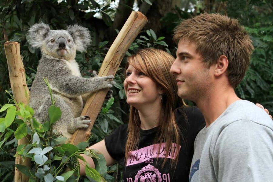 Private BlueMountains, ScenicWorld & AustralianWildlife Tour - Value for Money
