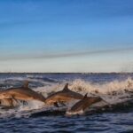 Private Boat Tour Dolphins Sunsets Shell Island and Snorkeling - Authentic Experiences: What Travelers Love