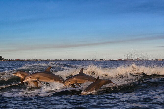 Private Boat Tour Dolphins Sunsets Shell Island and Snorkeling - Authentic Experiences: What Travelers Love