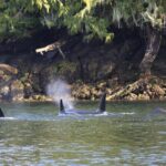 Private Boat Tour of Misty Fjords from Ketchikan - What You Need to Know Before Booking