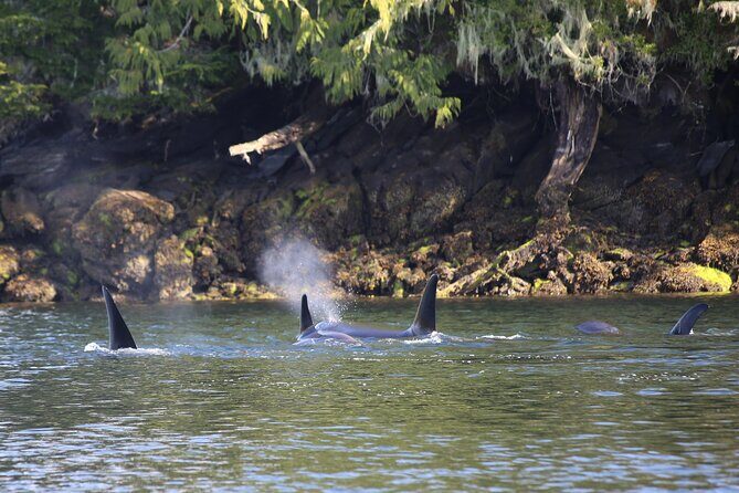 Private Boat Tour of Misty Fjords from Ketchikan - What You Need to Know Before Booking