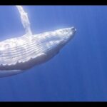 Private boat tour to swim with whales and sharks - The Sum Up: Who Should Book This Experience?