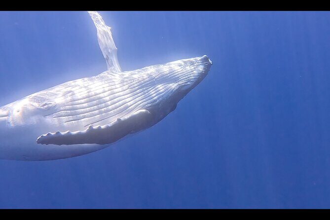 Private boat tour to swim with whales and sharks - The Sum Up: Who Should Book This Experience?