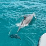 Private Boat Tour with Dolphin Spotting and Snorkelling from Phuket - What’s Included and What’s Not