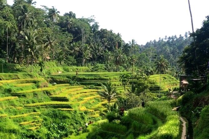 Private Car Charter in Bali with an English speaking Driver - Detailed Breakdown of the Itinerary