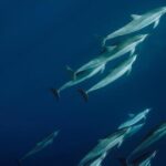 Private Charter Humpback Whale Watching & Dolphin Search - A Deep Dive into the Itinerary