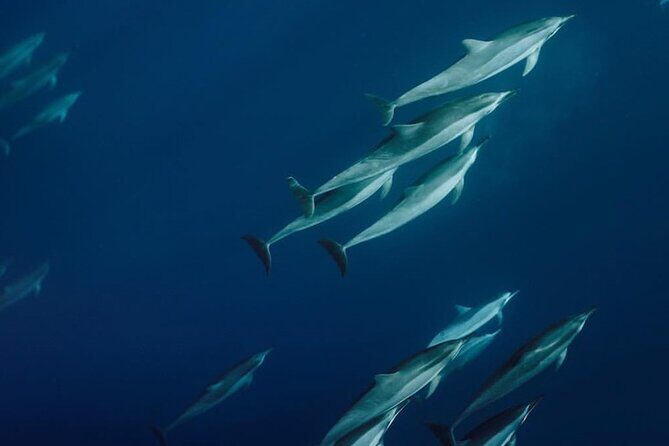 Private Charter Humpback Whale Watching & Dolphin Search - A Deep Dive into the Itinerary