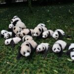 Private Chengdu Highlights Day Trip: Panda Base and City from Xi'an by Train - Transport and Logistics: Why It Matters
