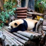 Private Chengdu Panda Breeding Center Day Trip With From Xi'an By Bullet Train - The Itinerary in Detail: What to Expect