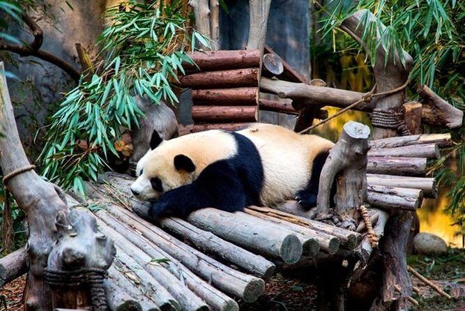 Private Chengdu Panda Breeding Center Day Trip With From Xi'an By Bullet Train - The Itinerary in Detail: What to Expect