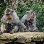 Private Custom Tour: 10-hour Tailor Made Tour of Bali - The Real Experience: What Travelers Say
