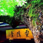 Private Customizable Tour: From Shanghai To Hangzhou With Chinese Lunch - Practical Details and Value