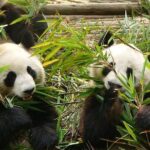 Private Day Tour: Chengdu Panda Base and Leshan Grand Buddha - Moving On to Leshan and the Grand Buddha