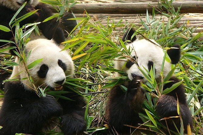 Private Day Tour: Chengdu Panda Base and Leshan Grand Buddha - Moving On to Leshan and the Grand Buddha