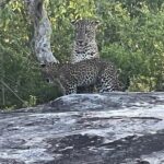 Private Day Tour in Yala National Park with Lunch - The Itinerary Breakdown