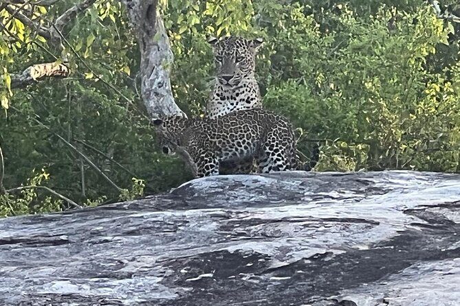 Private Day Tour in Yala National Park with Lunch - The Itinerary Breakdown