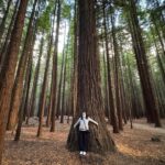 Private Day Tour of Hobbiton Movie Set, Rotorua Mud Pool & More - Exploring the Itinerary: What You Can Expect