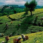 Private Day Tour Of Kandy From Galle and Bentota - Authentic Experience & Practical Tips